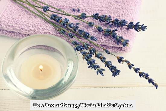 How Aromatherapy Works Limbic System | Deep Aromatherapy